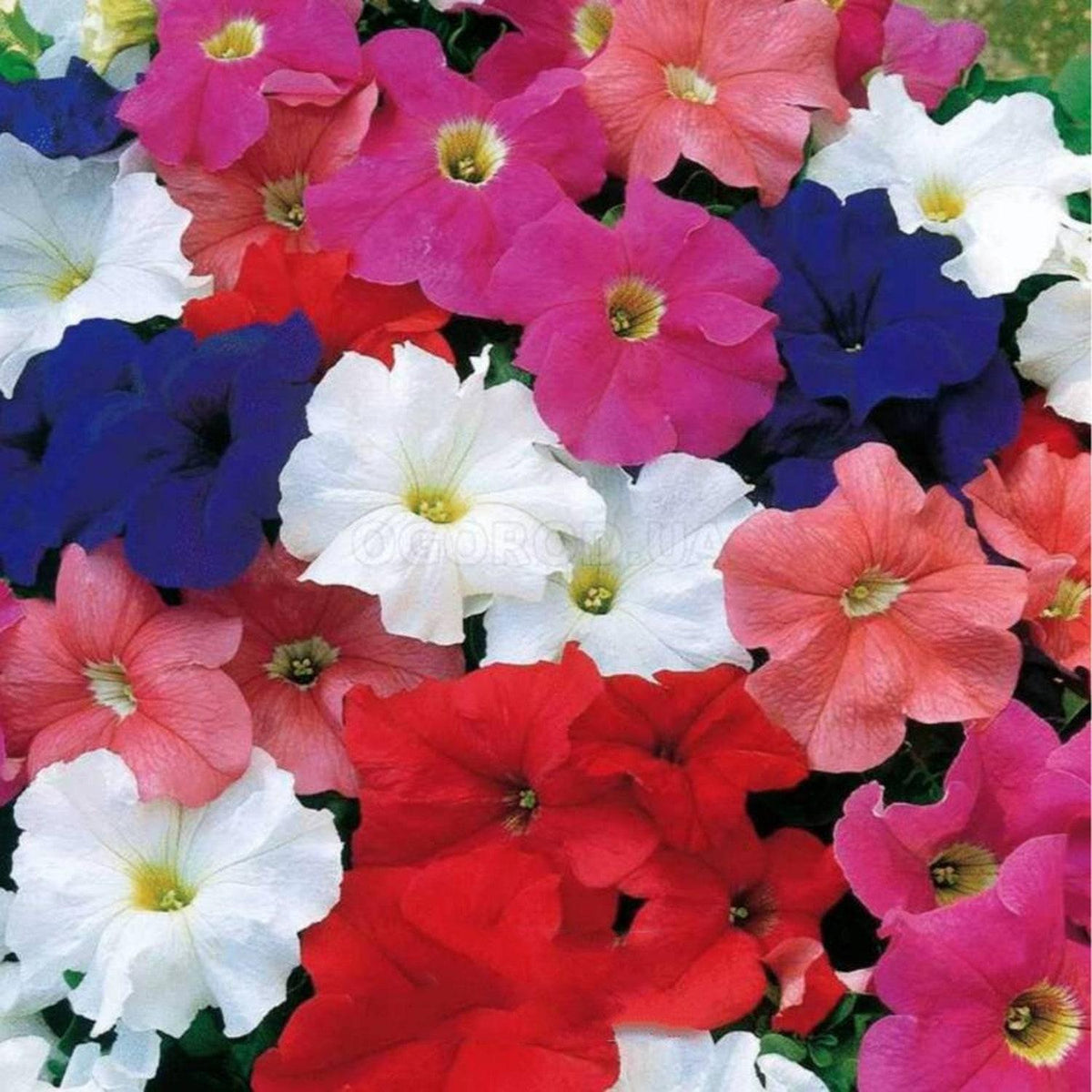 50+ Seeds Petunia X Hybrida Unicum Mix Annual Flower Seeds From Ukrain ...
