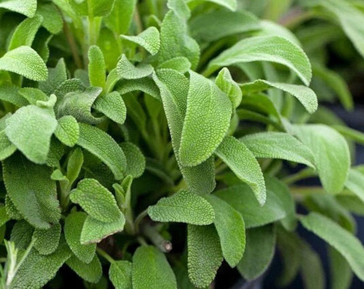 Broadleaf Sage Seeds Salvia Officinalis Seed Thyme Rosemary Basil Oreg ...