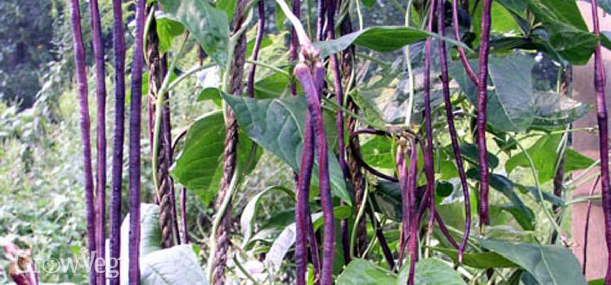 Crowder Pea Seeds 50+ Seeds - Perfect for Planting and Gifting – Seeds ...