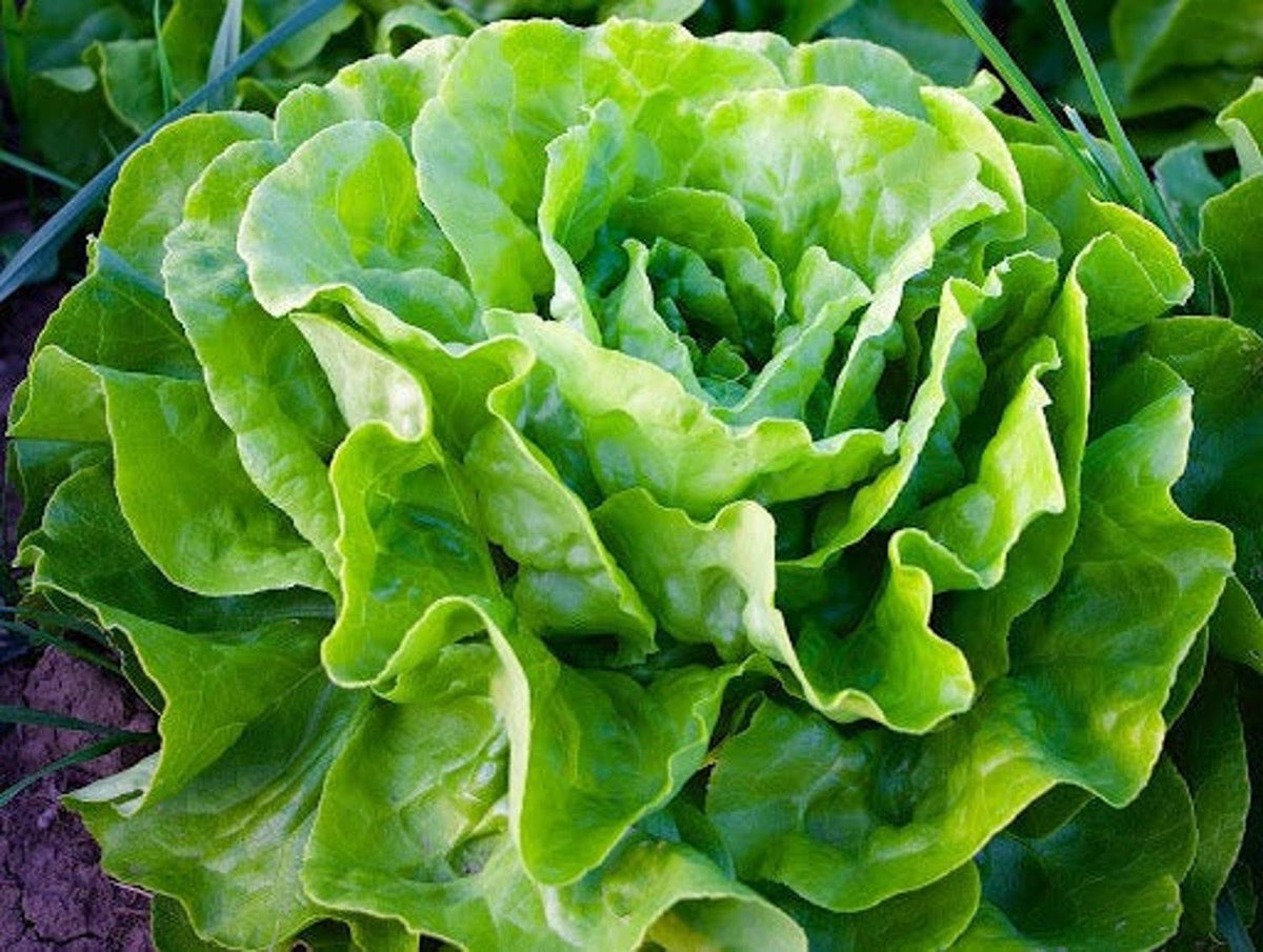 Lettuce Queen Of May 100+ Seeds, - Perfect for Planting and Gifting ...
