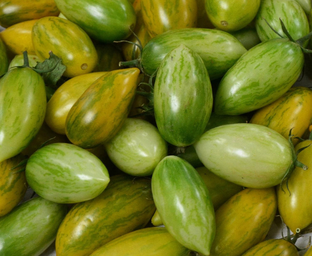 50+ Seeds Organic Green Tiger Tomato Seeds Striped Tomato, Green Tomat ...