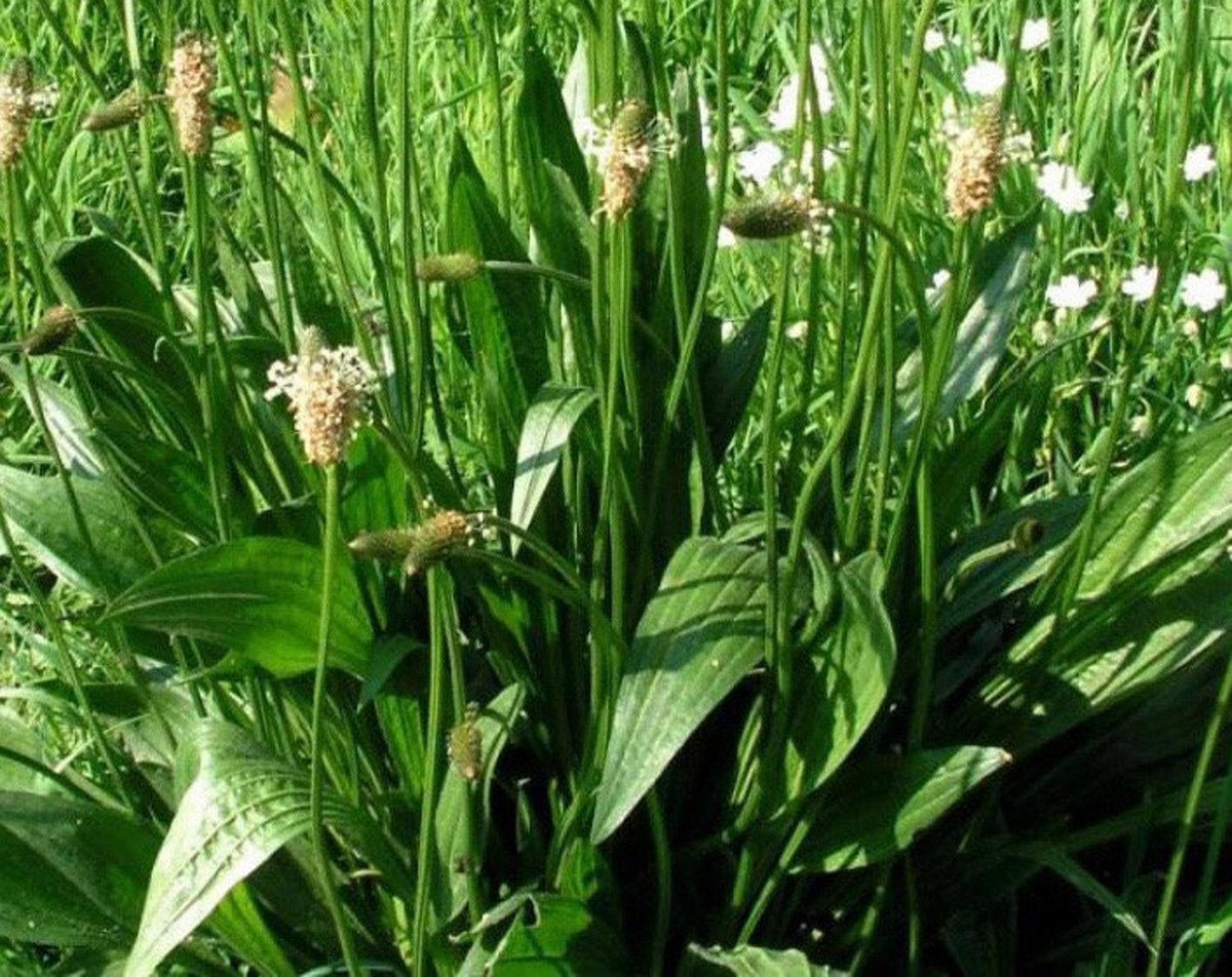 50+ Seeds Narrowleaf Plantain Seeds Plantago Lanceolata Nutritious Hig ...