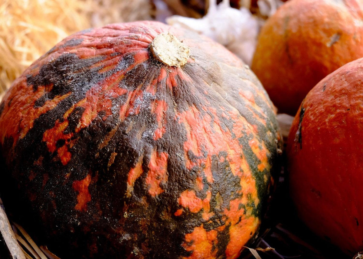 50+ Seeds Lakota Squash Seeds () Curcubita Maxima, Indian Red Hubbard ...