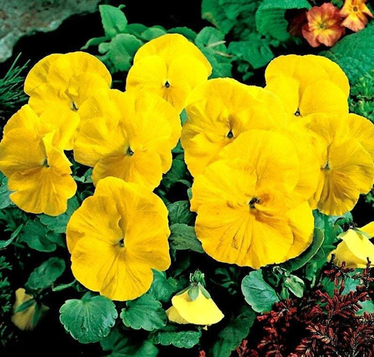 Pansy Yellow 50+ Seeds, - Perfect for Planting and Gifting – Seeds ...