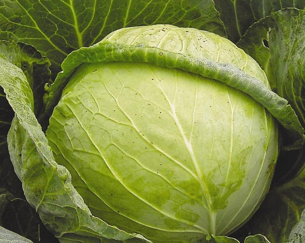 50+ Seeds White Cabbage Glory Mid Rip Vegetables Seeds From Ukraine ...