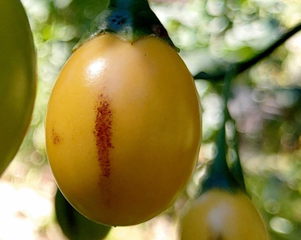 50+ Seeds Kangaroo Apple Solanum Laciniatum Edible Ornamental Seeds ...
