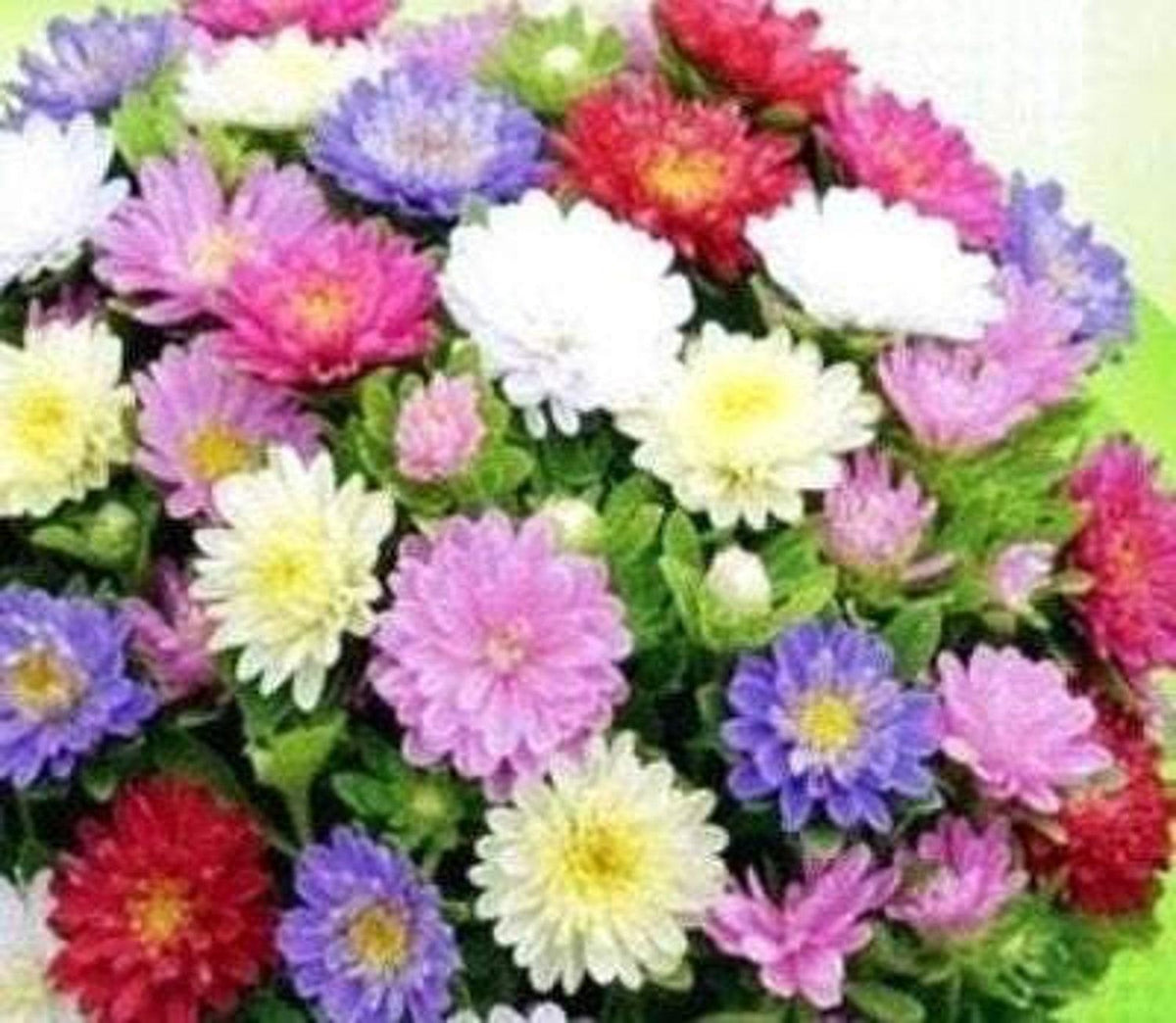 Dwarf Aster Pinocchio 100+ Seeds Mixed Colors, - Perfect for Planting ...