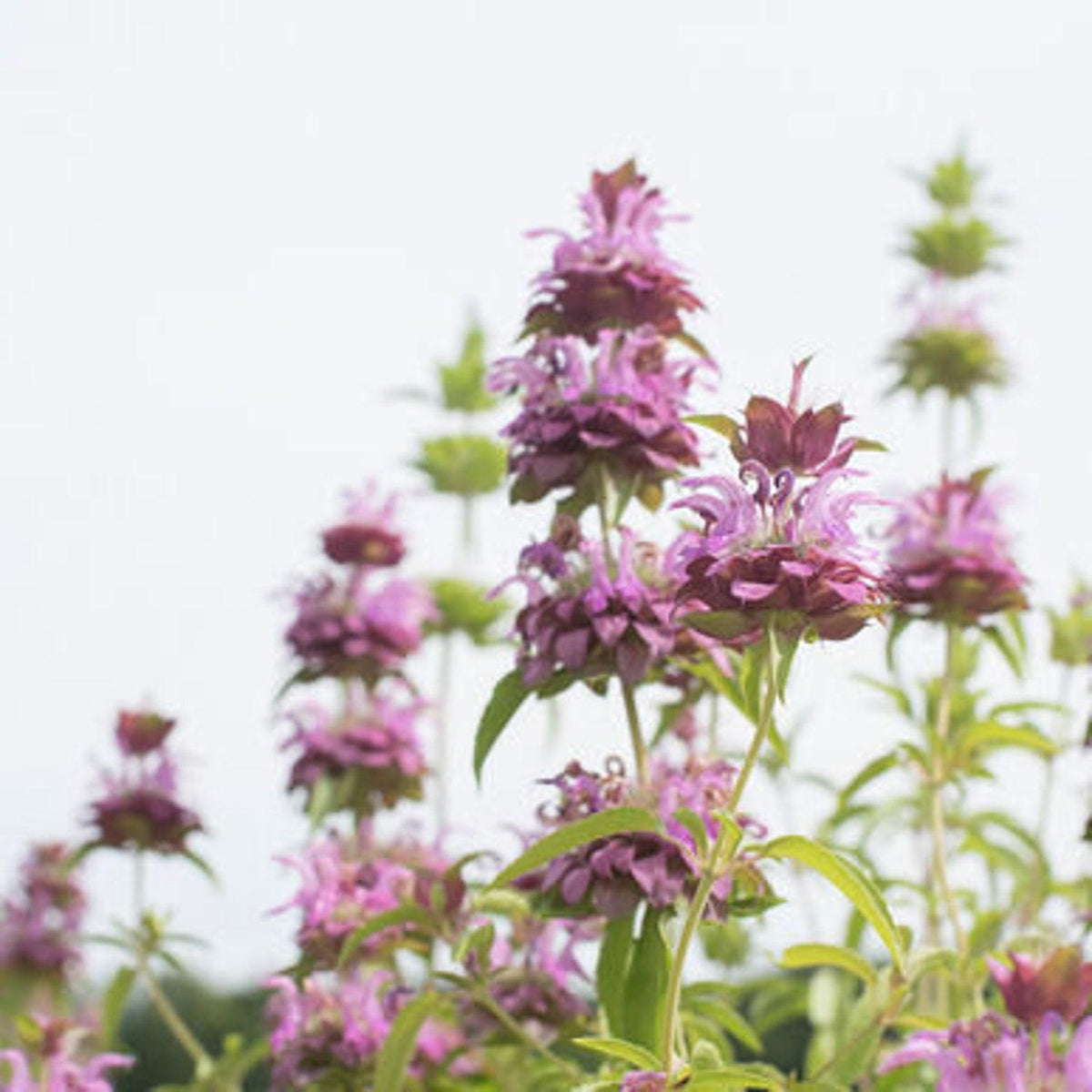 Lemon Bee Balm Lemon Mint 50+ Seeds - Perfect for Planting and Gifting ...