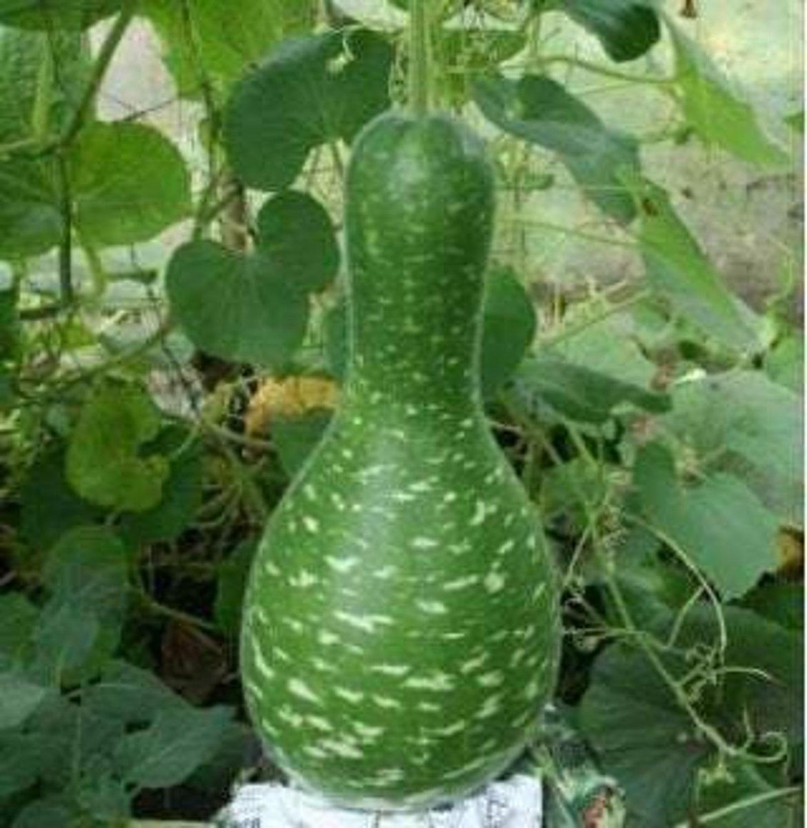 Gourd Unique 35+ Seeds Edible Flowers - Perfect for Planting and Gifti ...