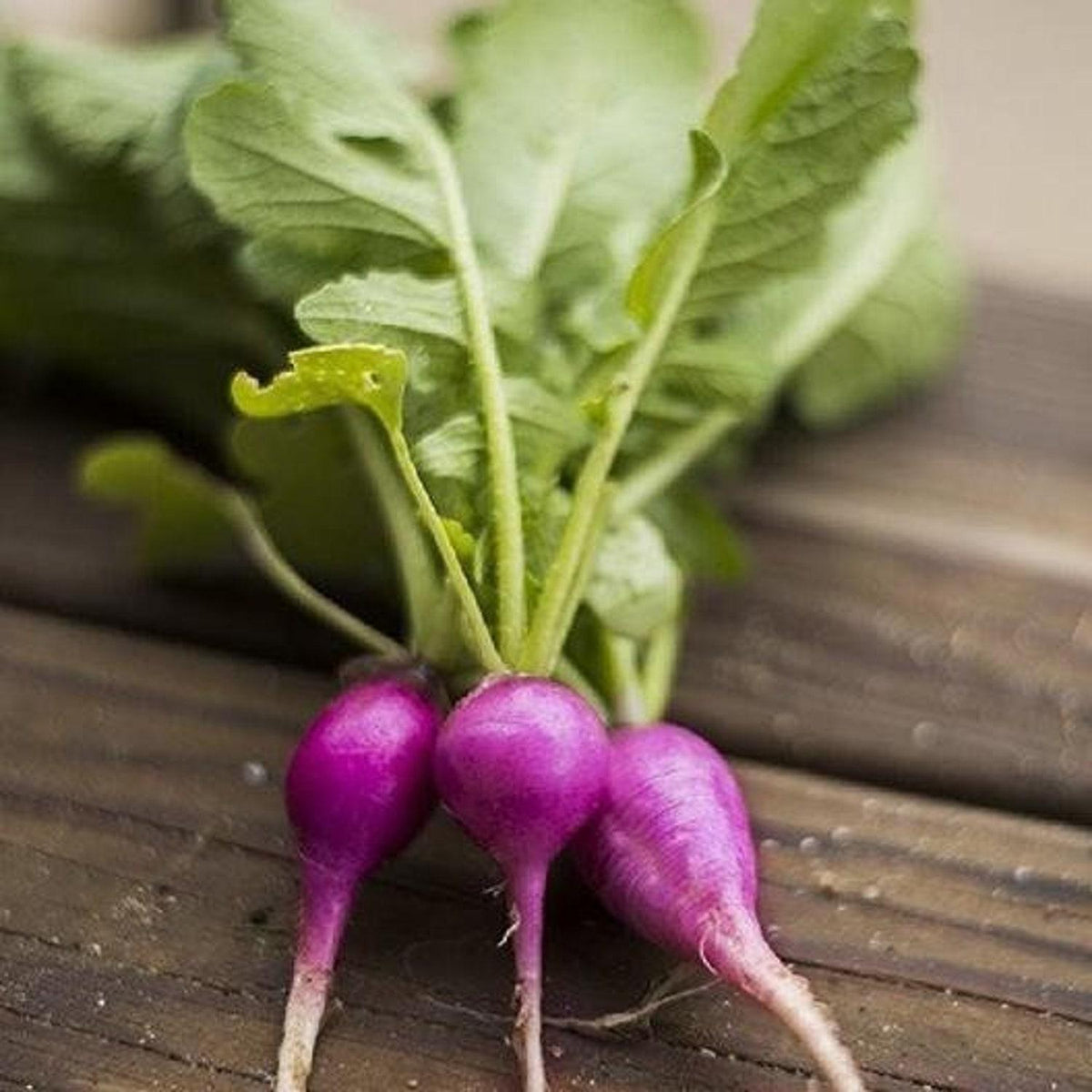 Purple Plum Radish 50+ Seeds - Perfect for Planting and Gifting – Seeds ...