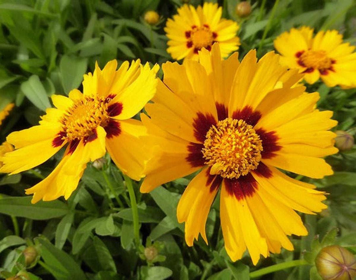 Coreopsis Grandiflora Large Flowered Tickseed Seed Only 75+ Seeds On S ...