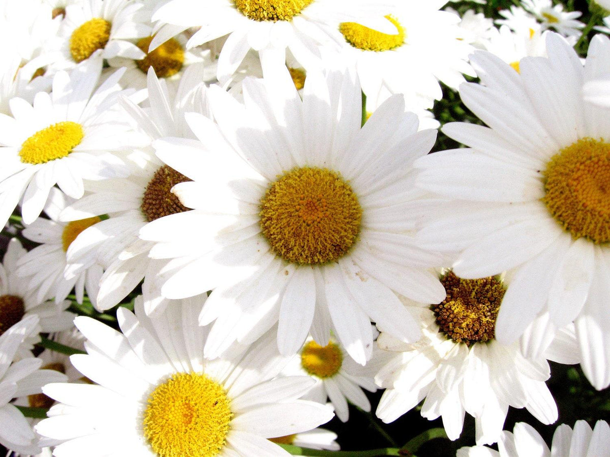 Leucanthemum X Superbum Shasta Daisy Seed Only 75+ Seeds On Single Or ...
