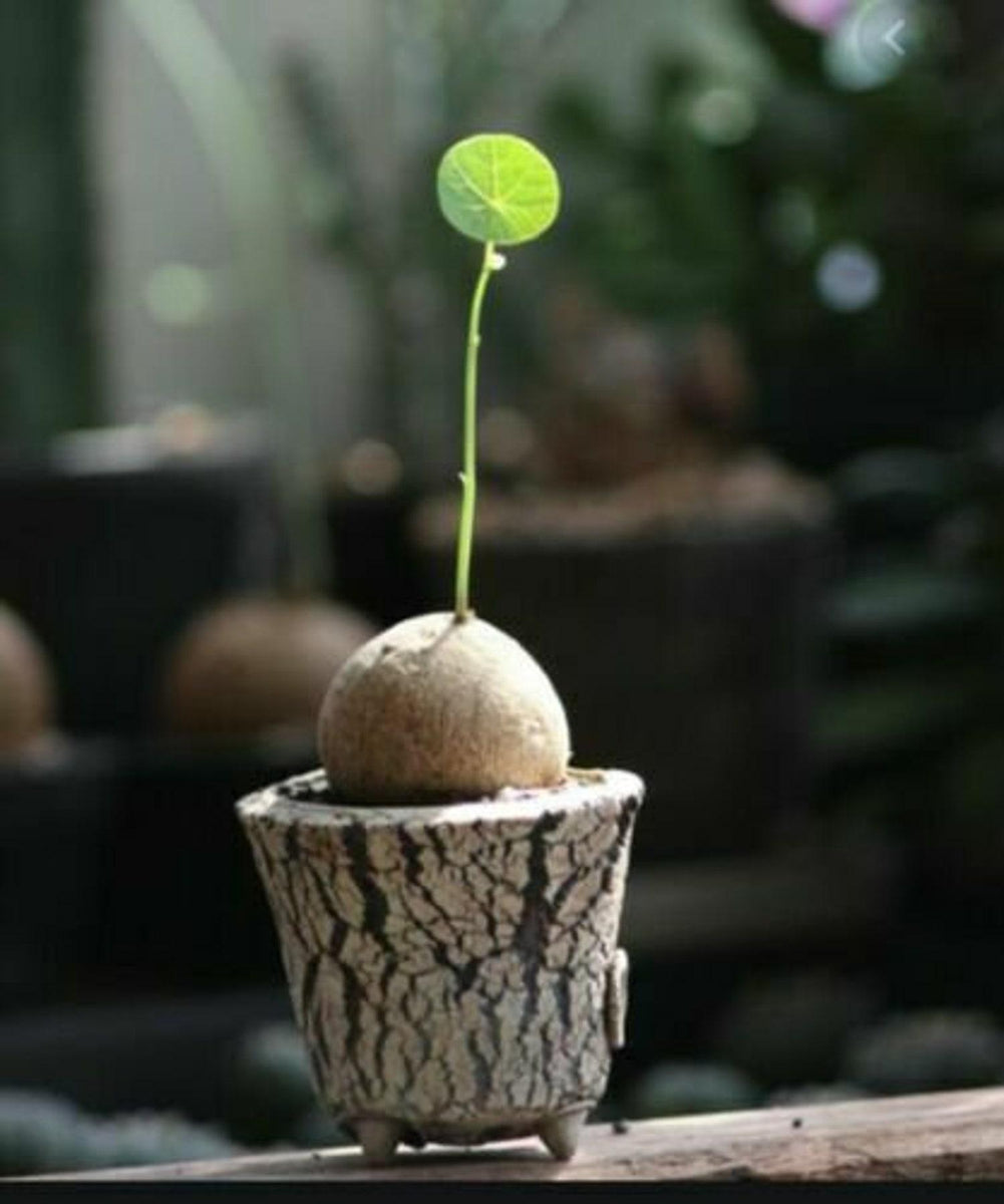 35+ Seeds Stephania Erecta Caudiciform Plant Succulent Plant Succulent ...