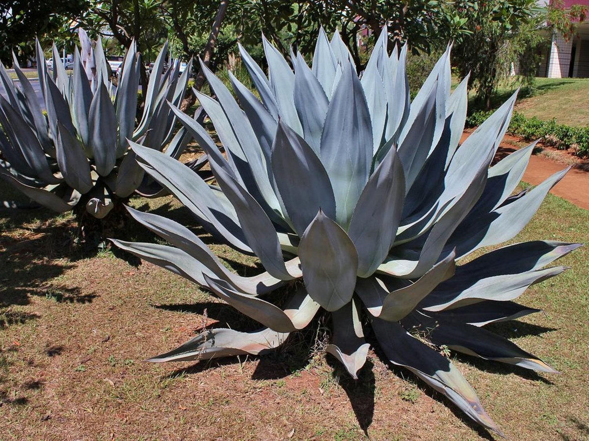 Ury Plant Agave Americana 35+ Seeds ( ) - Perfect for Planting and Gif ...