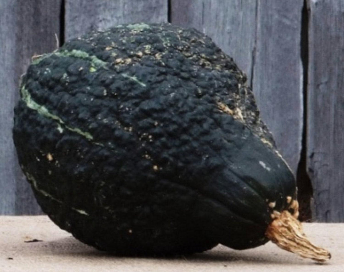 50+ Seeds Black Hubbard Squash ( Curcubita Maxima) Seeds Chicago Hubba ...