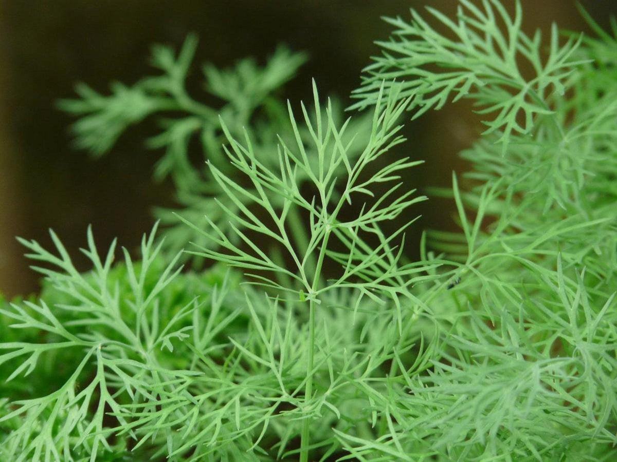 Organic Dill ( Common ) 40+ Seedspacket - Perfect for Planting and Gif ...