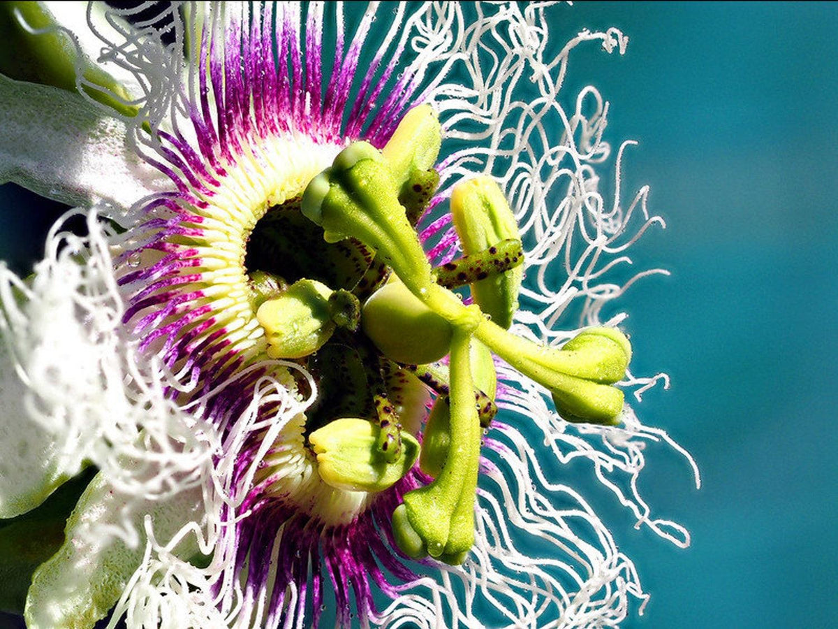 Passiflora Edulis Passion Fruit Seed Only 75+ Seeds On Single Or Multi ...