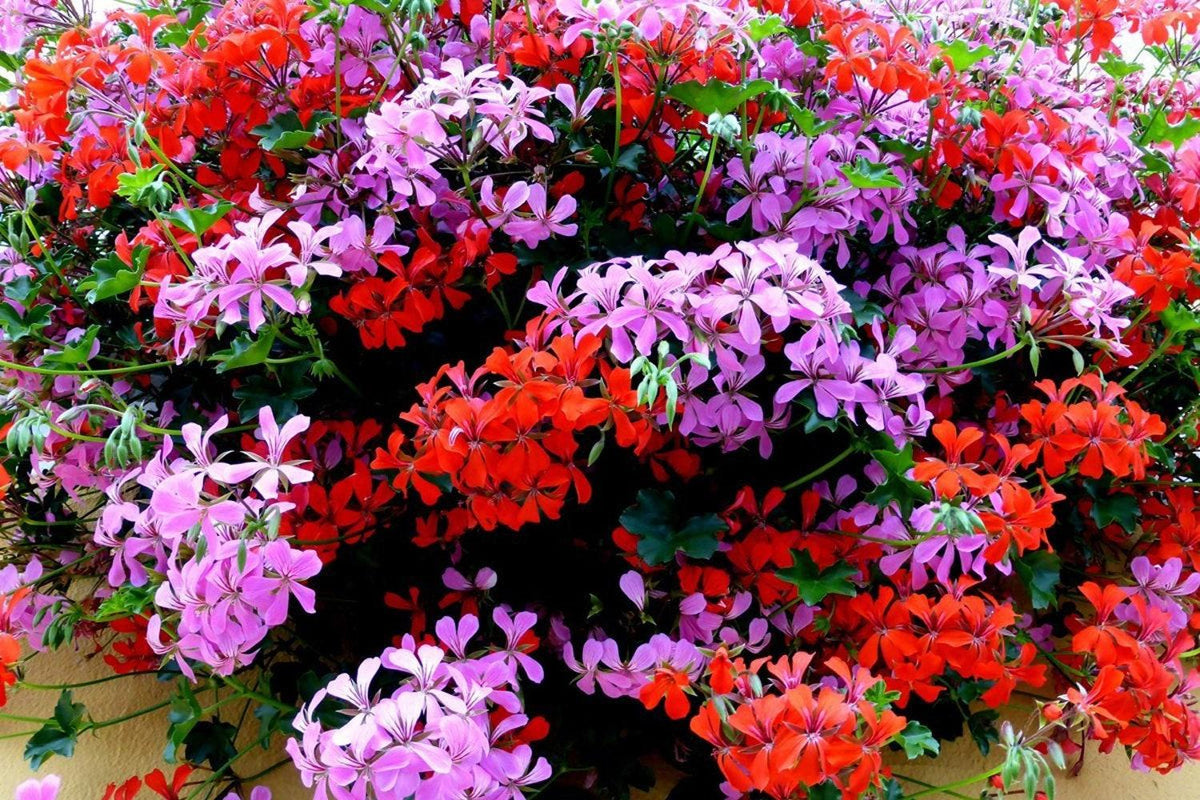 Ivy Geranium Speedy Beautiful And Rare Flower 35+ Seeds Mixed Colors ...