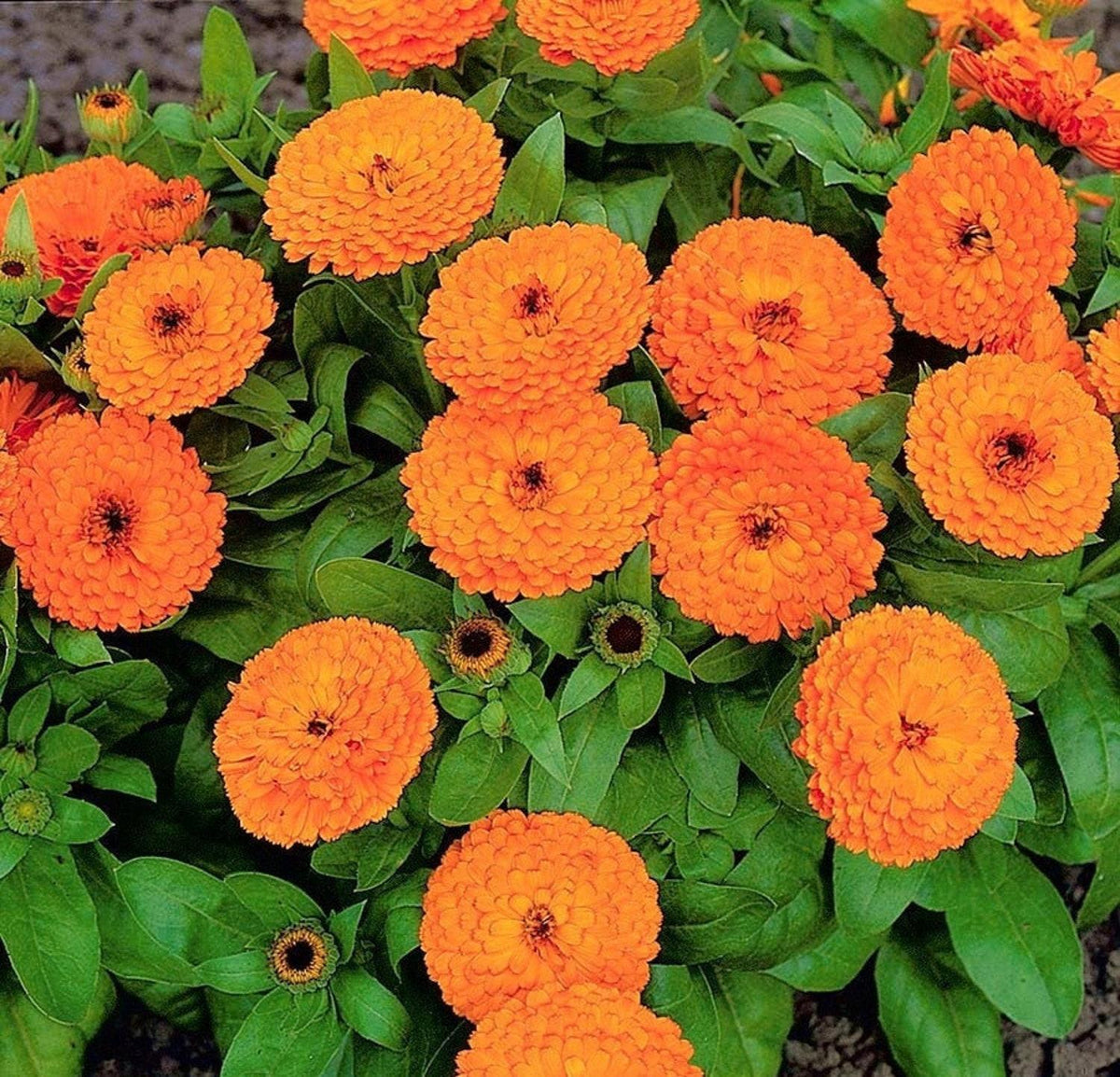 Marigold Geisha Girl 50+ Seeds, - Perfect for Planting and Gifting ...