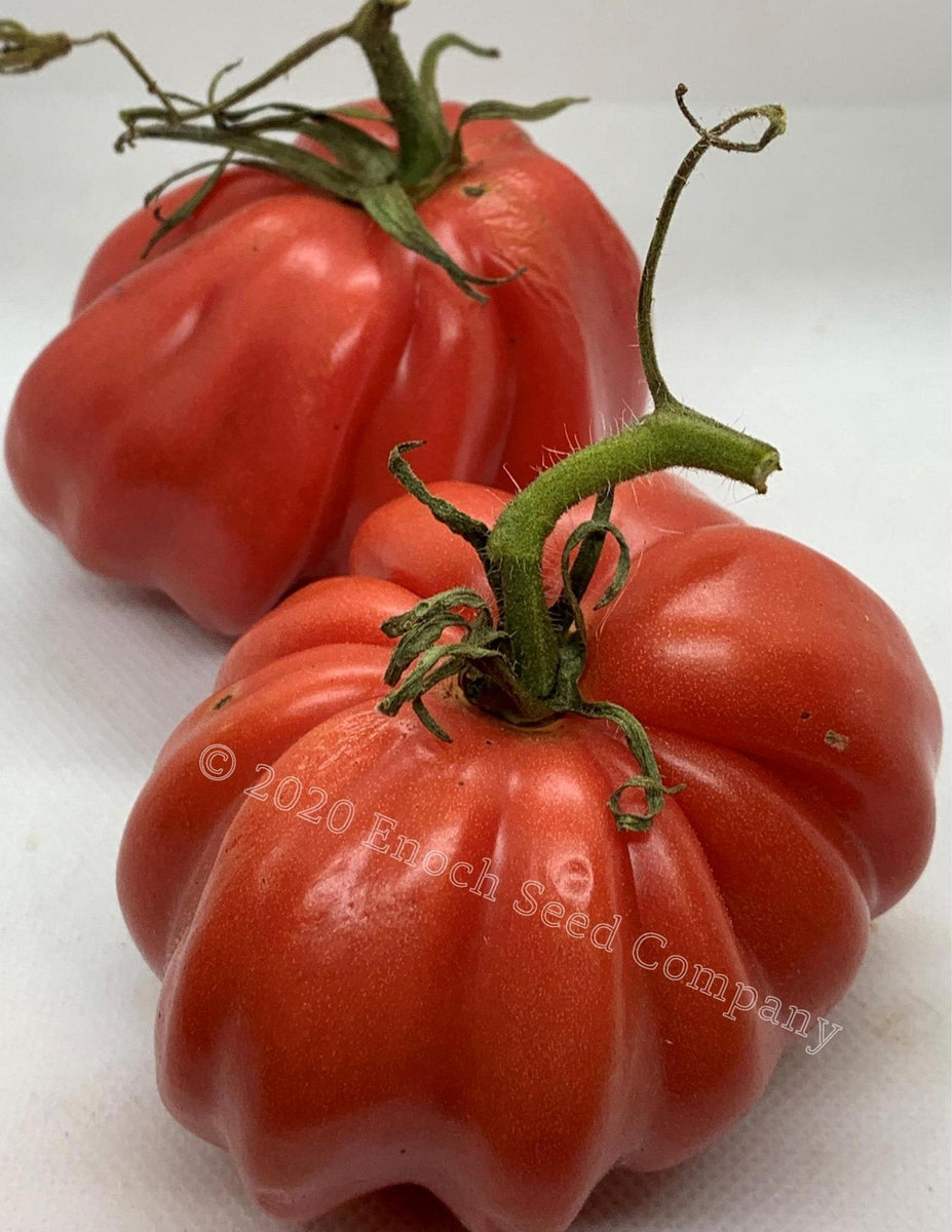 Zaec Pleated Tomato (aka Oaxacan Ribbed Tomato, Rare Mexican , Open Po ...