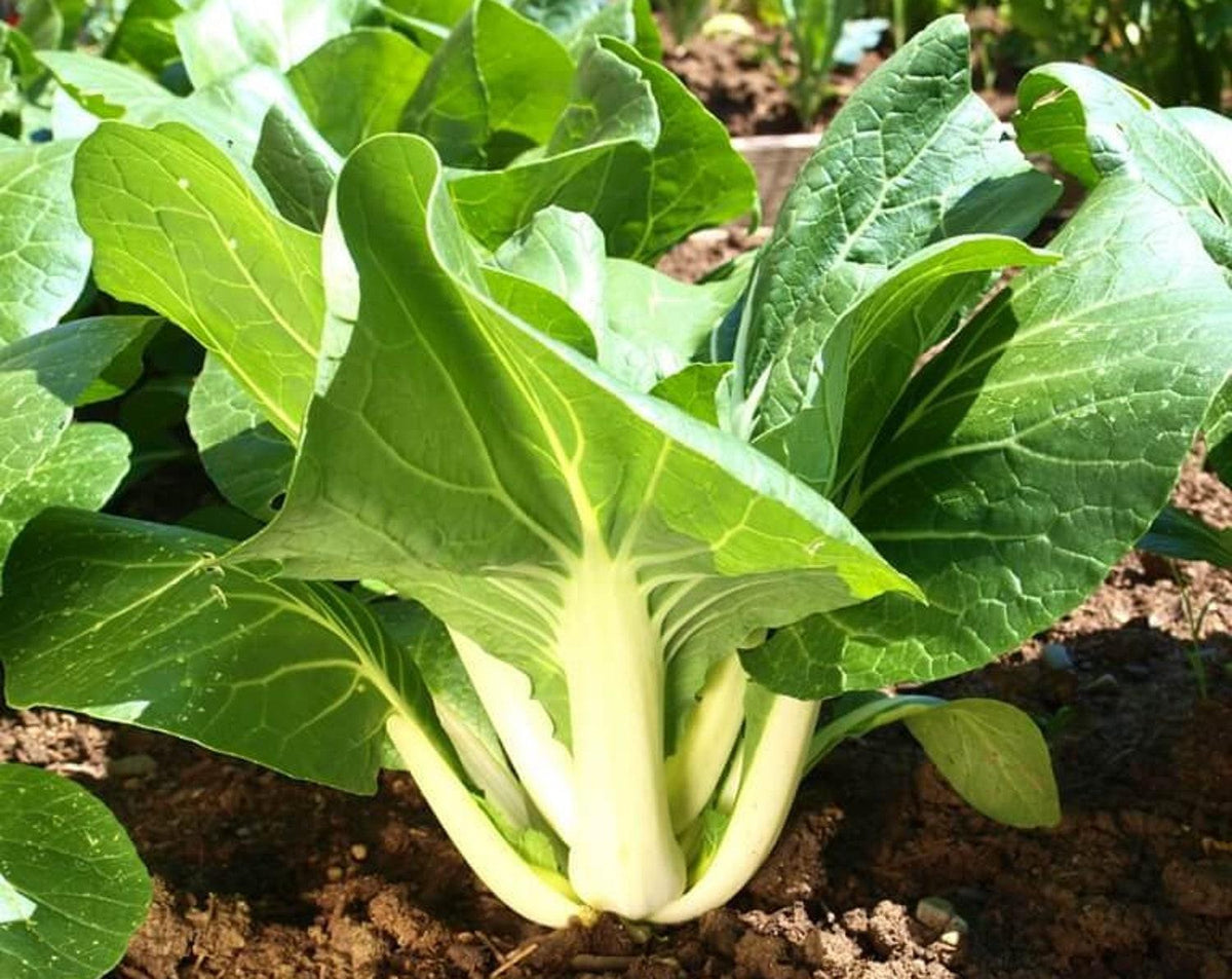 Large White Stem Bok Choy Seeds Big Canton Joi Choi Cabbage Pak Choi P ...
