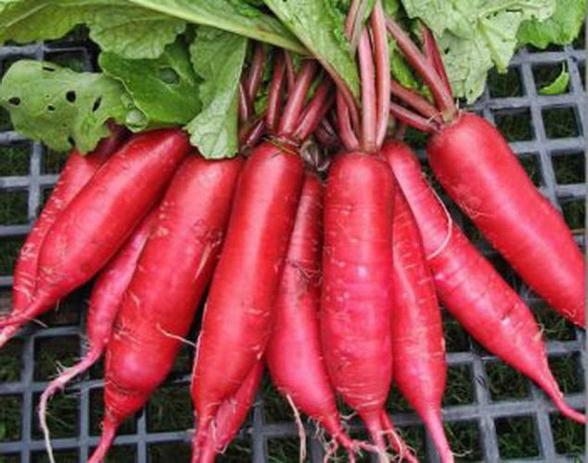 50+ Seeds Radish Red Giant Large Late Crispy Juicy Vegetables Seeds Fr ...