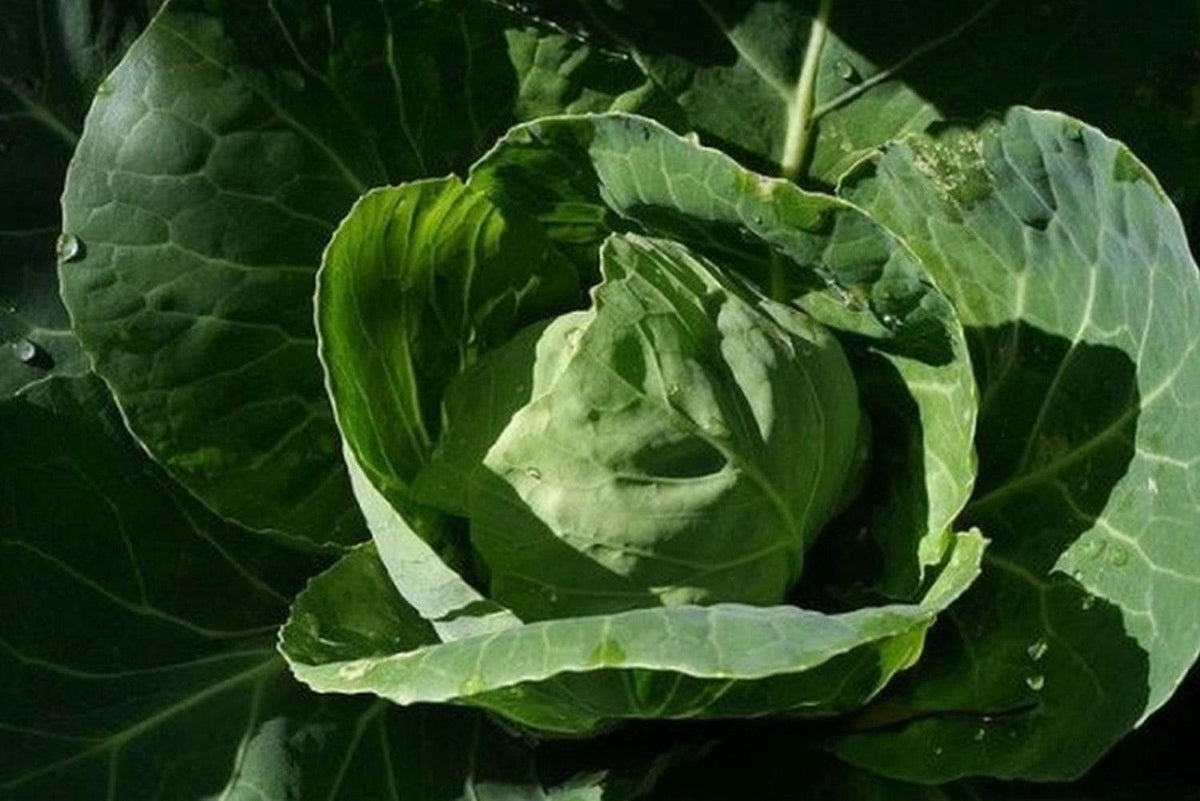 All Season Cabbage Seed Leafy Early Garden Greens Seeds ( Seedsr To 35 ...