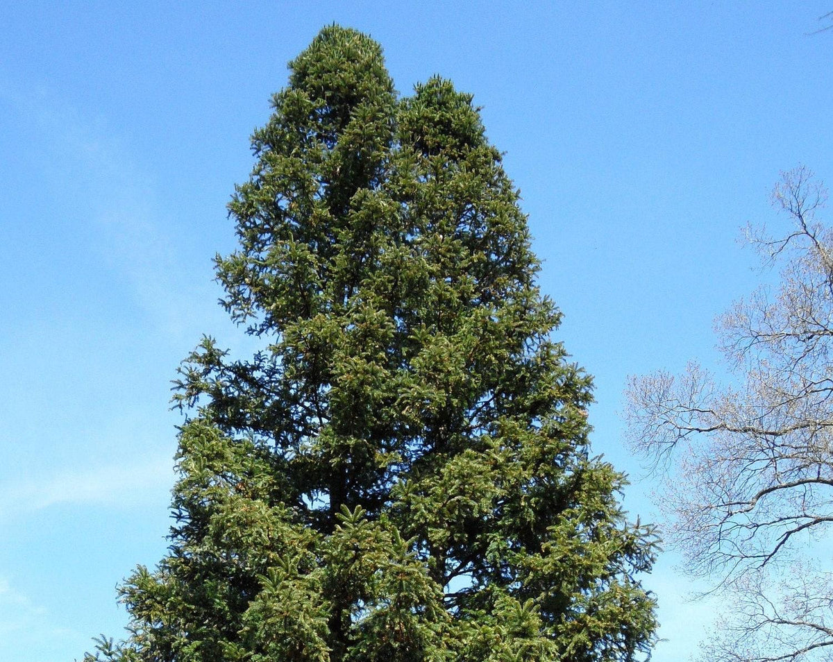 Fir Cunninghamia Lanceolata 35+ Seeds ( ) - Perfect for Planting and G ...