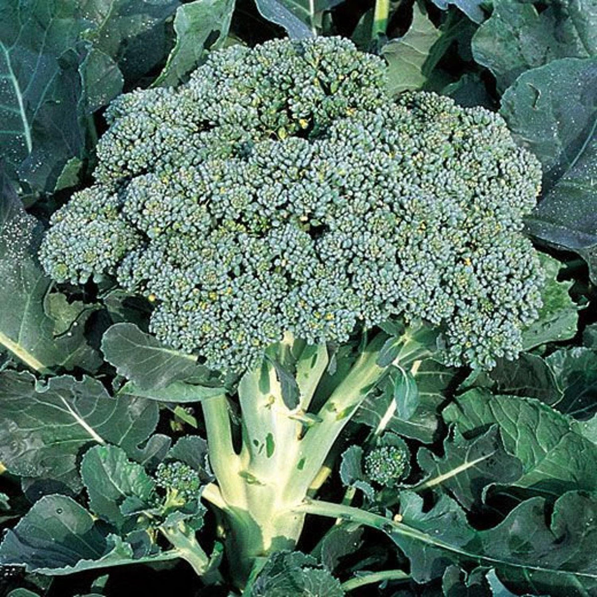 100+ Seeds Broccoli Ramoso Calabrese Seeds - Perfect for Planting and ...