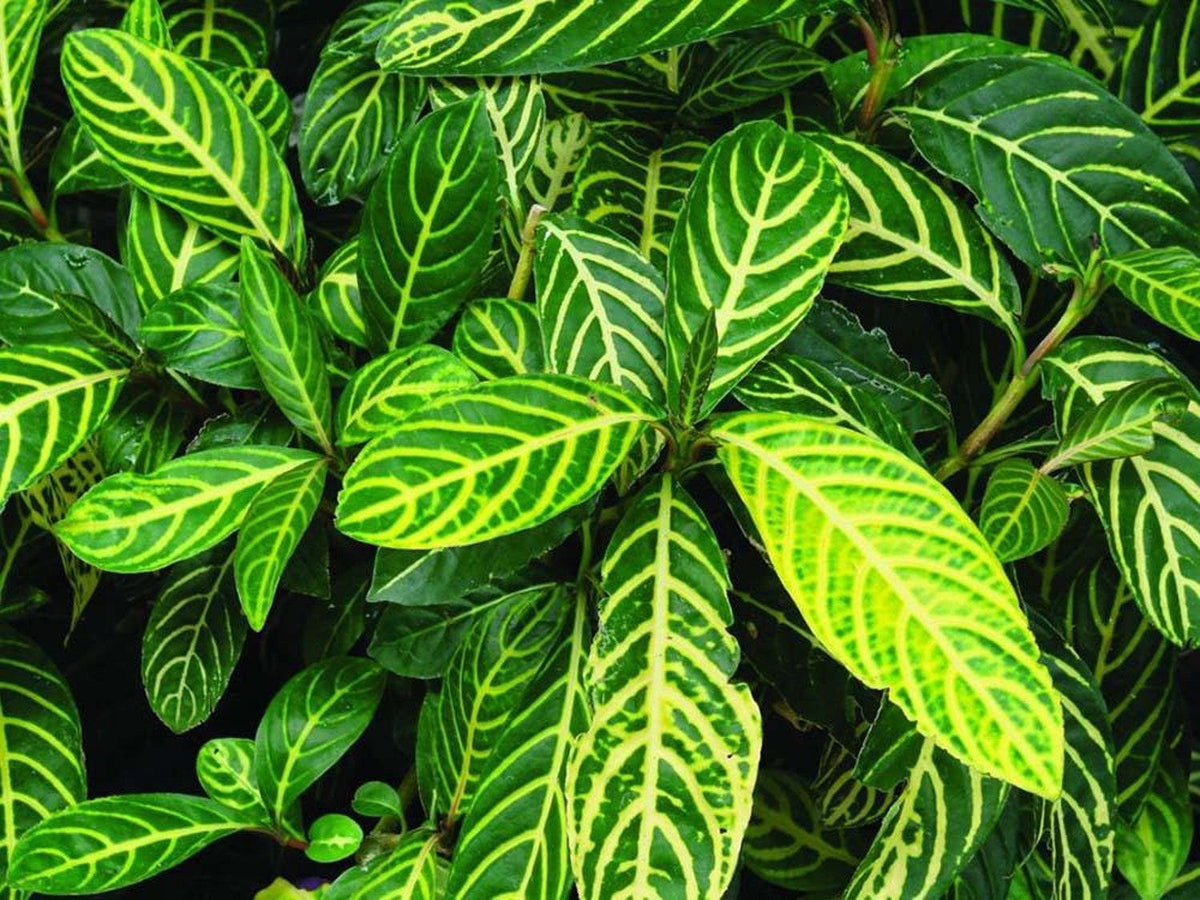 Rare Tiger Plant Ellen Sanchezia Nobilis 35+ Seeds Easy To Grow Hoe Pl ...