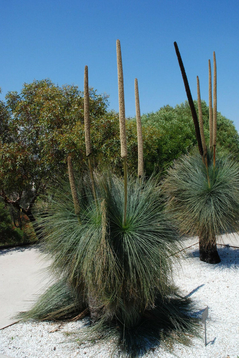 35+ Seeds Xanthorrhoea Glauca Seeds, Blue Grass Tree Seeds, Grass Tree ...