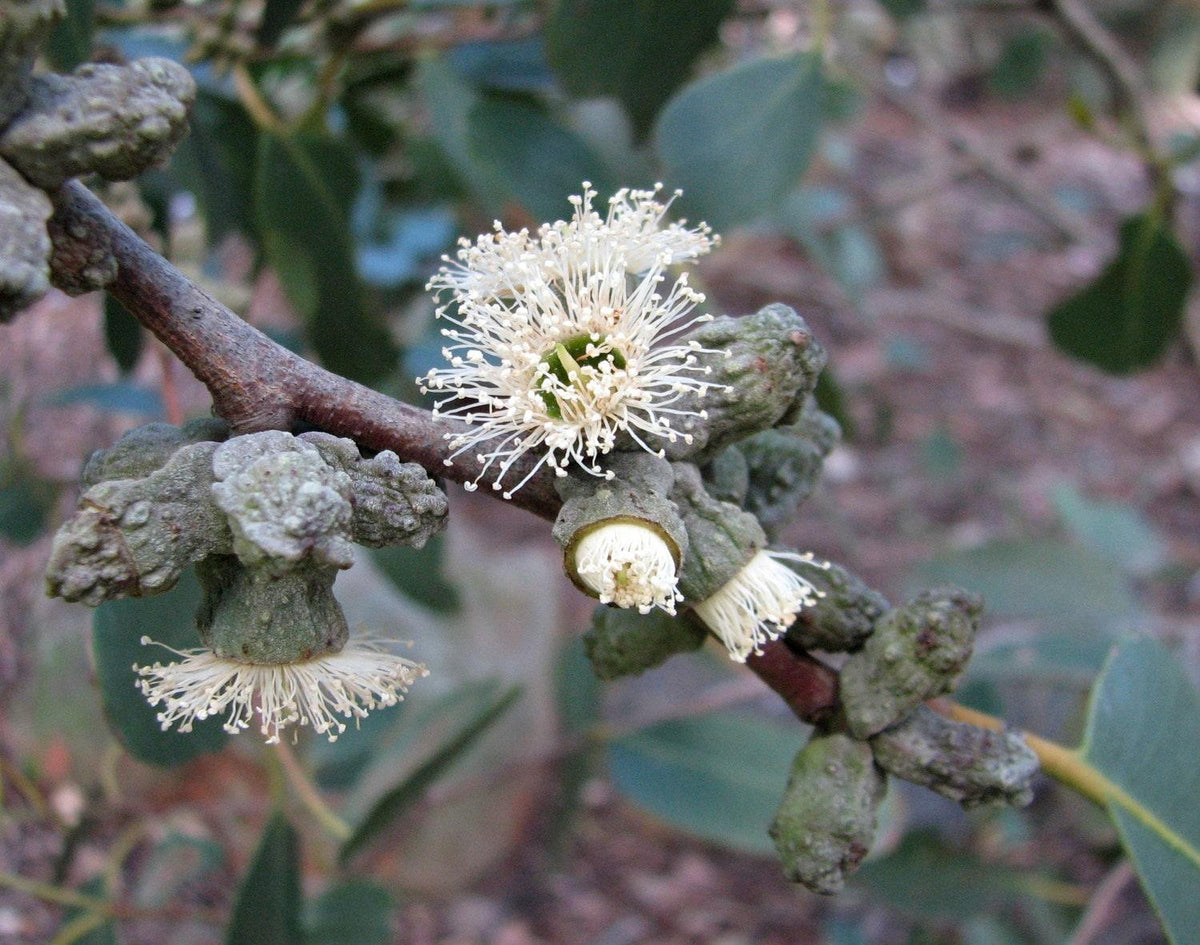 50+ Seeds Eucalypt Verrucata Seeds, Mount Abrupt Stringybark, Eucalypt ...