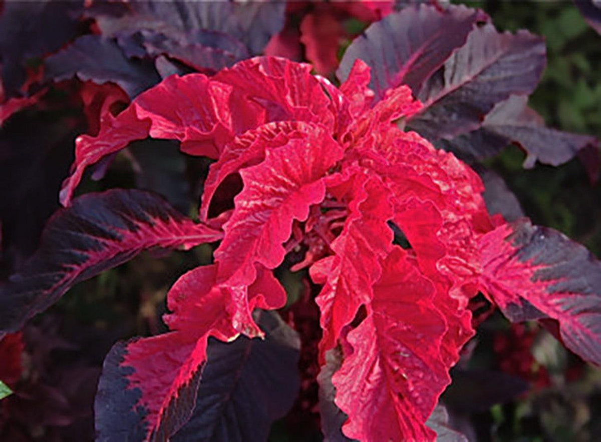 50+ Seeds Amaranth Early Splendor Seeds - Perfect for Planting and Gif ...