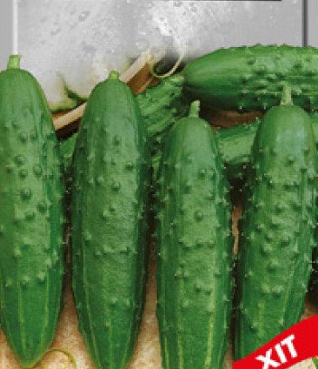 Seeds Cucumber Phoenix 100+ Seeds Late Juicy Crispy Tasty Vegetables S ...