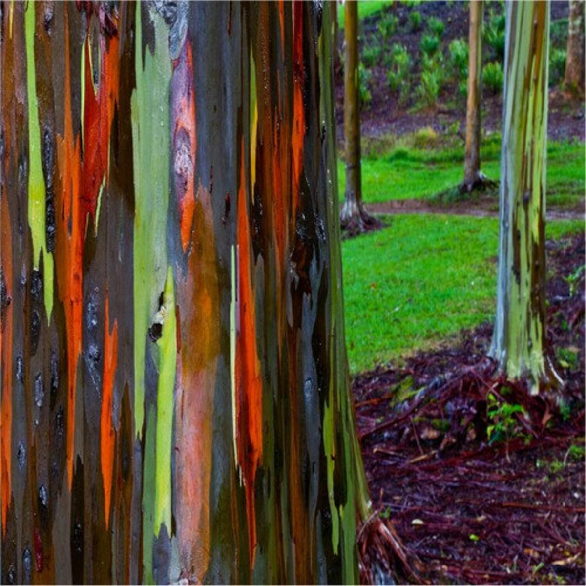 Rainbow Eucalyptus Tree Seeds (eucalyptus Deglupta) 100+ Seeds - Perfe ...