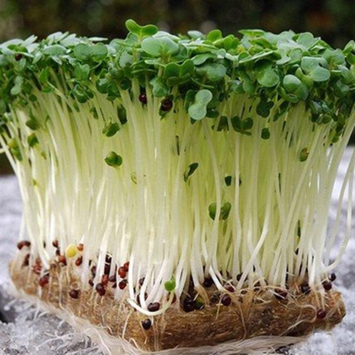 50+ Seeds Garden Cress Vest Fresh Vegetable Seeds High Germination - P ...
