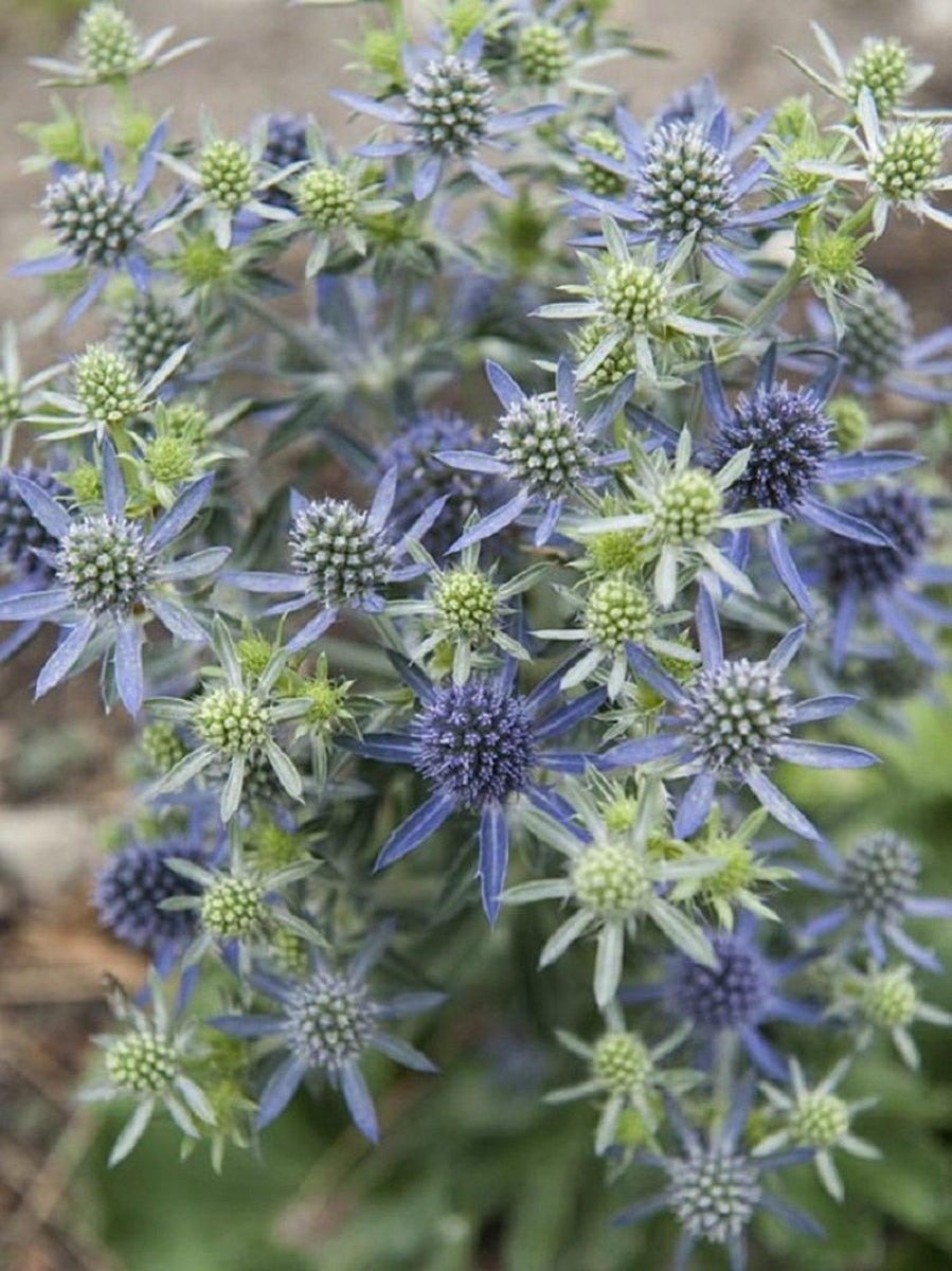 Eryngium Seeds Blue Hobbit 50+ Seeds Sea Holly Seeds - Perfect for Pla ...