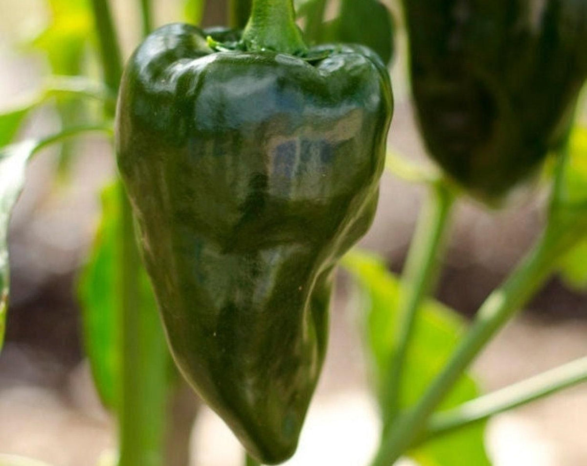 Poblano Pepper Seeds (ancho Chile) Scoville Dark Green Mexican Chile P ...