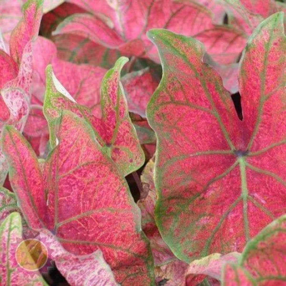 35+ Seeds Festivia Size Fancy Leaf Caladium Seeds - Perfect for Planti ...