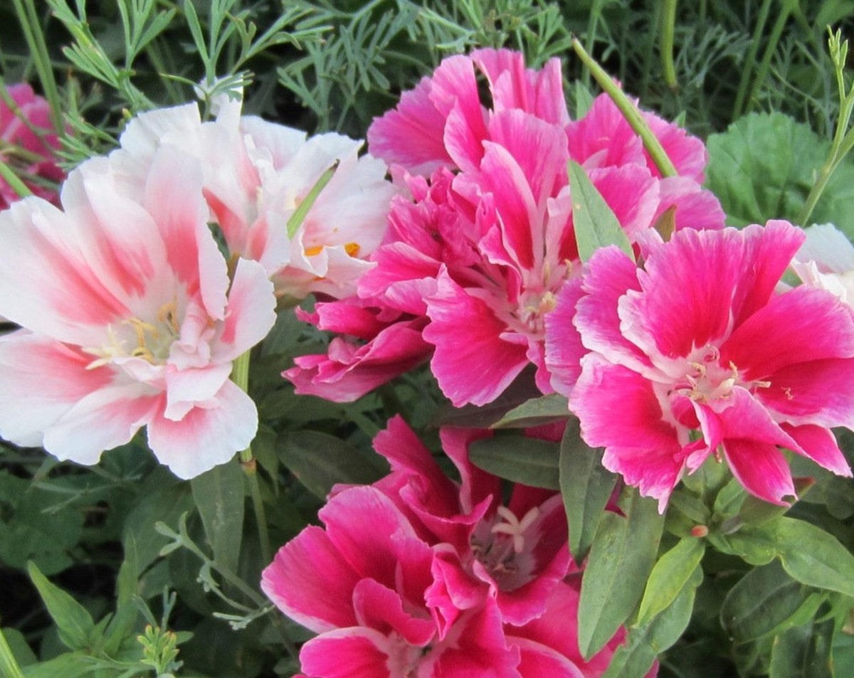 50+ Seeds Godetia Grandiflora Mix Annual Flower Seeds From Ukraine - P ...