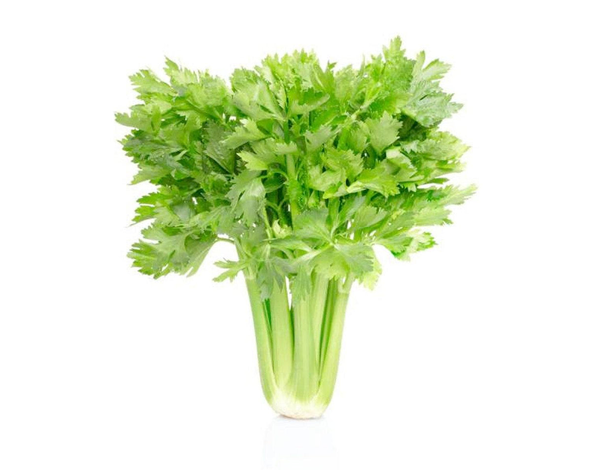 Verde Pascal Italian Celery Rare 50+ Seeds - Perfect for Planting and ...