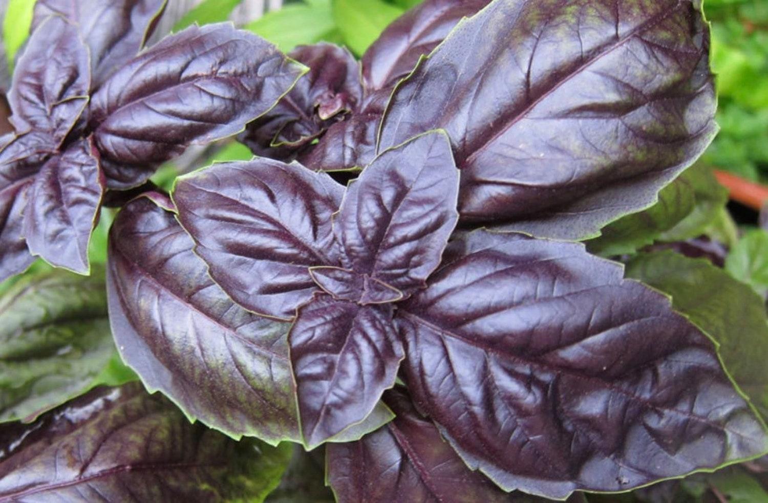 50+ Seeds Red Rubin Basil Seeds (ocimum Basilicum) - Perfect for Plant ...