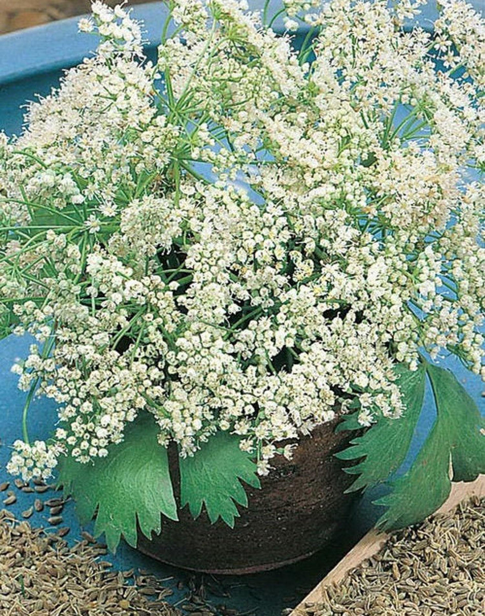 50+ Seeds Pimpinella Anisum Anise Aniseed Annual Plant Seeds From Ukra ...