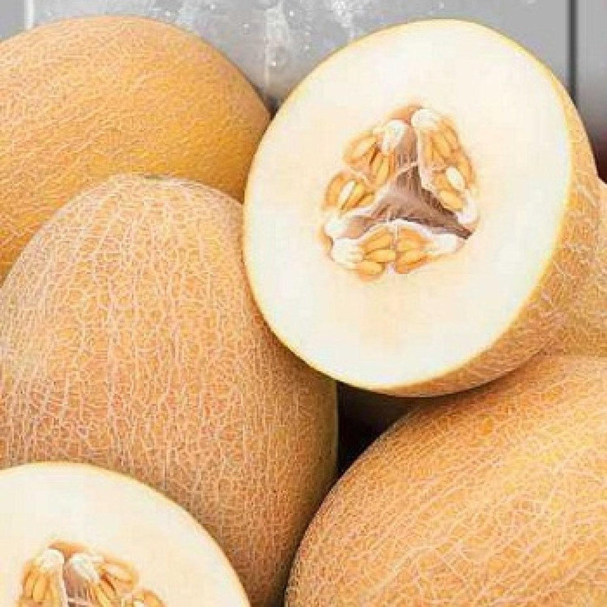 50+ Seeds Melon Didona Mid Ripe Sweet Juicy Fruit Seeds From Ukraine ...