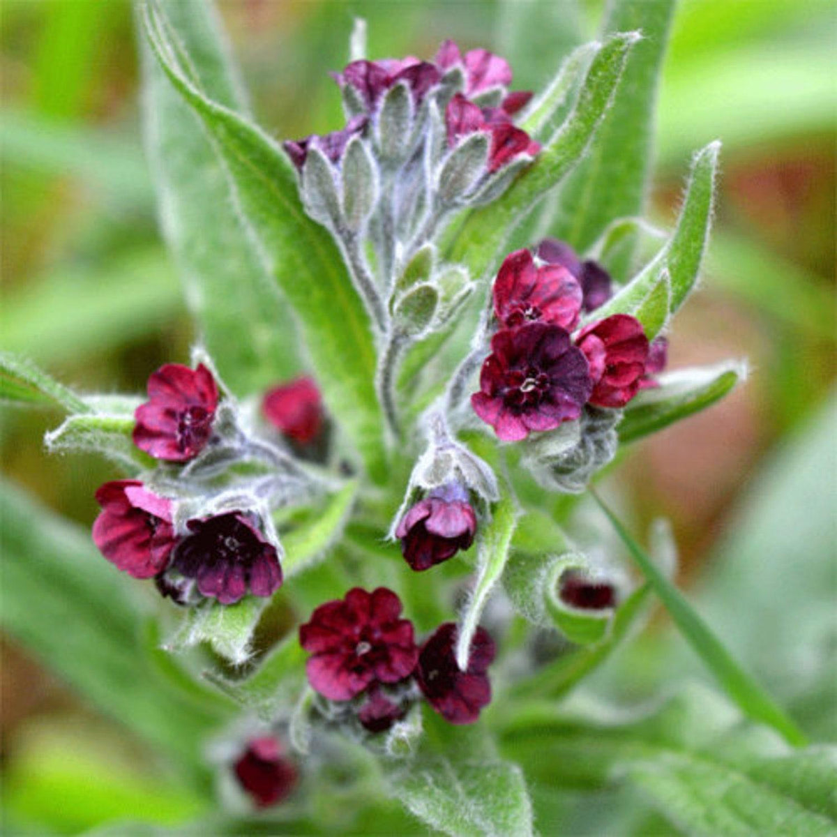 Dog S Tongue Gypsy Flower Cynoglossum Officinale Seeds (e 100+ Seeds ...