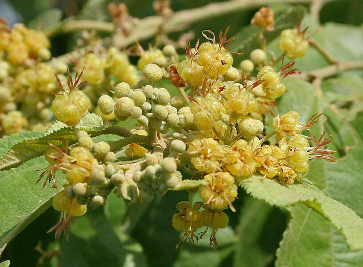 Indian Elm Mutamba Guazuma Ulmifolia 40+ Seeds (gx ) - Perfect for Pla ...