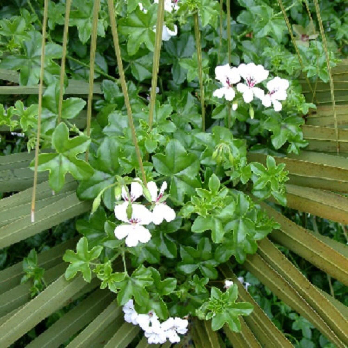 Geranium Seeds Cascade Beauty White Trailing Geranium 35+ Seeds Ivy Ge ...
