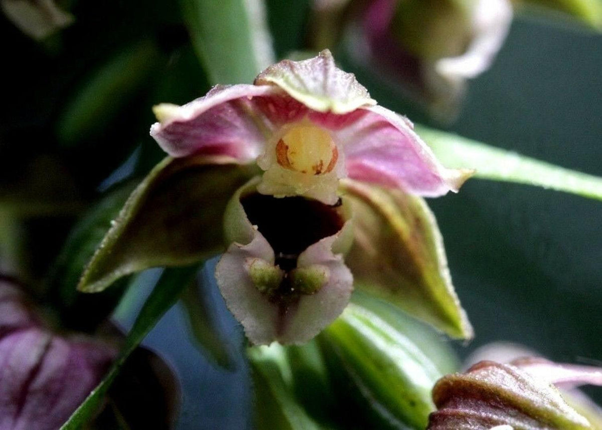 Green Helleborine Orchid Epipactis Cold Hardy Native Wildflower 50+ Se ...