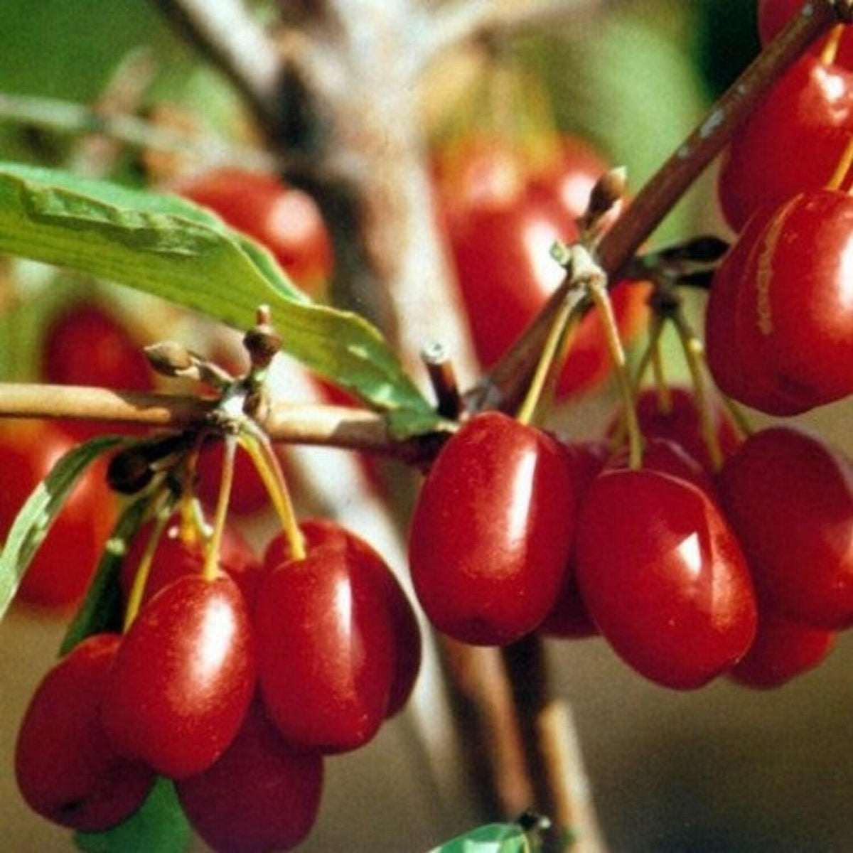 Cornelian Cherry Tree Seeds (cornus Mascula) 35+ Seeds - Perfect for P ...