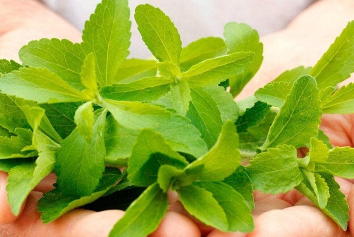 +stevia Seeds 80+ Seeds - Perfect for Planting and Gifting – Seeds ...